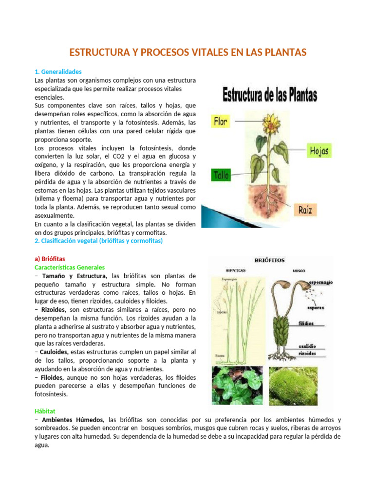Estructura y Procesos de las Plantas | PDF | Raíz | Plantas