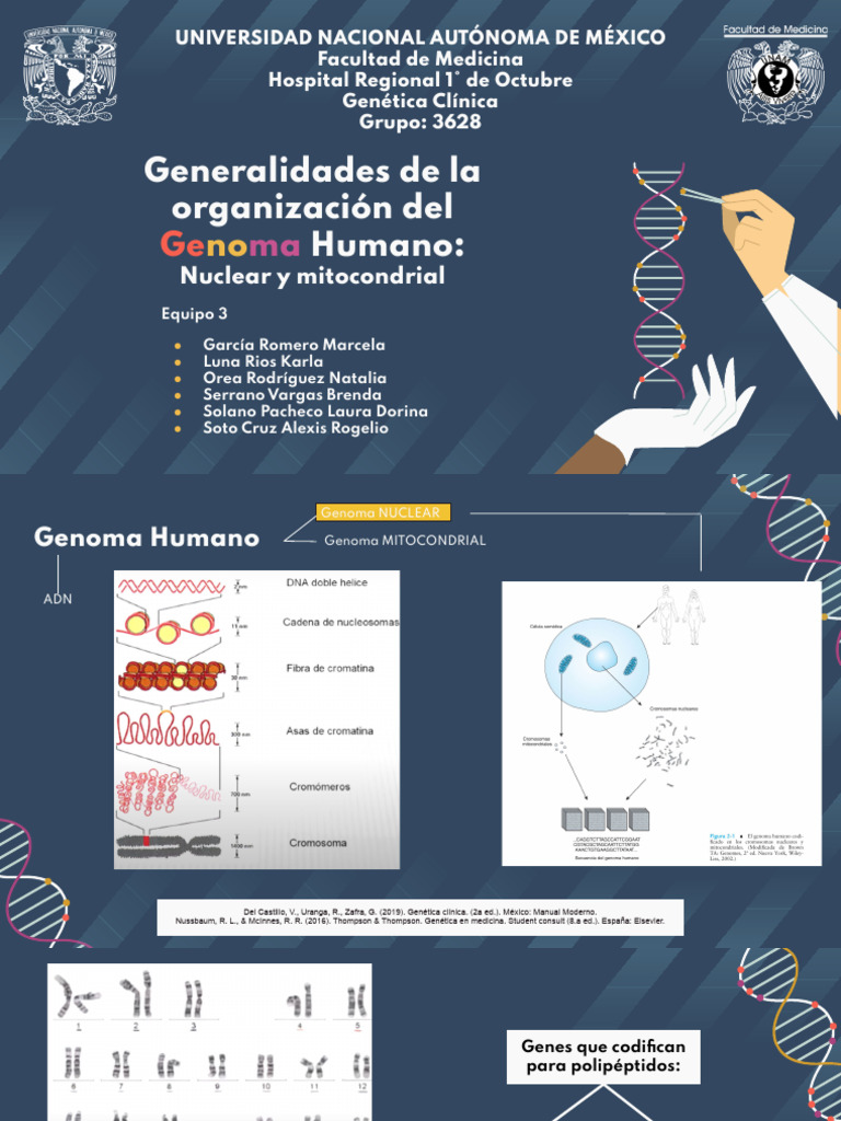 Equipo 3. Generalidades de La Organización Del Genoma Humano. Genoma Mitocondrial | PDF | Adn ...