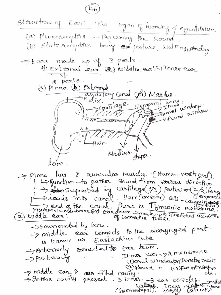 Structure and Function of Ears | PDF | Auditory System | Ear