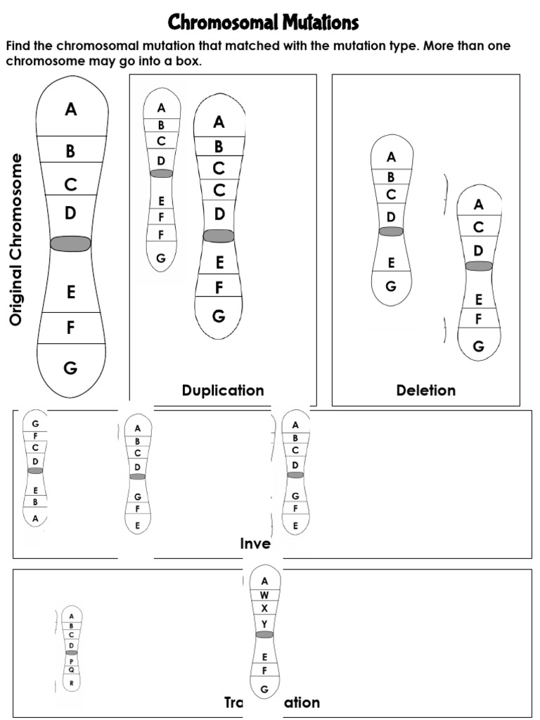 Chromosomal Mutations | PDF