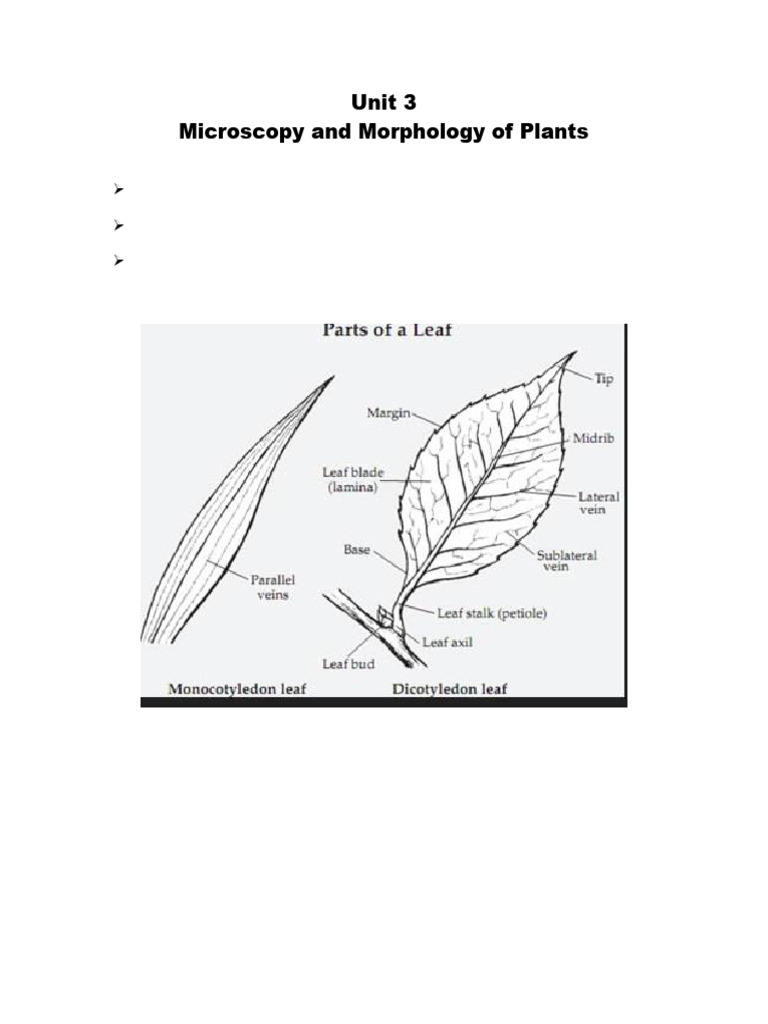 Plant Microscopy and Morphology Guide | PDF | Leaf | Plant Stem