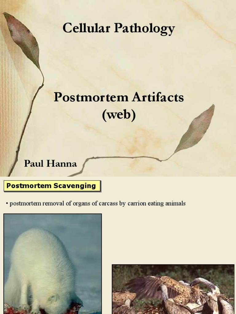 PM Artifacts WEB | PDF | Decomposition | Bile