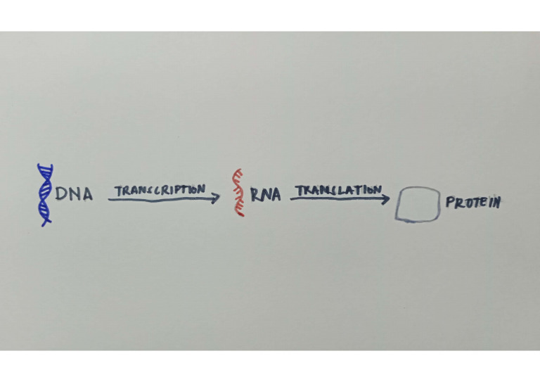 Diagram DNA, RNA, transcription, and translation in protein synthesis | PDF