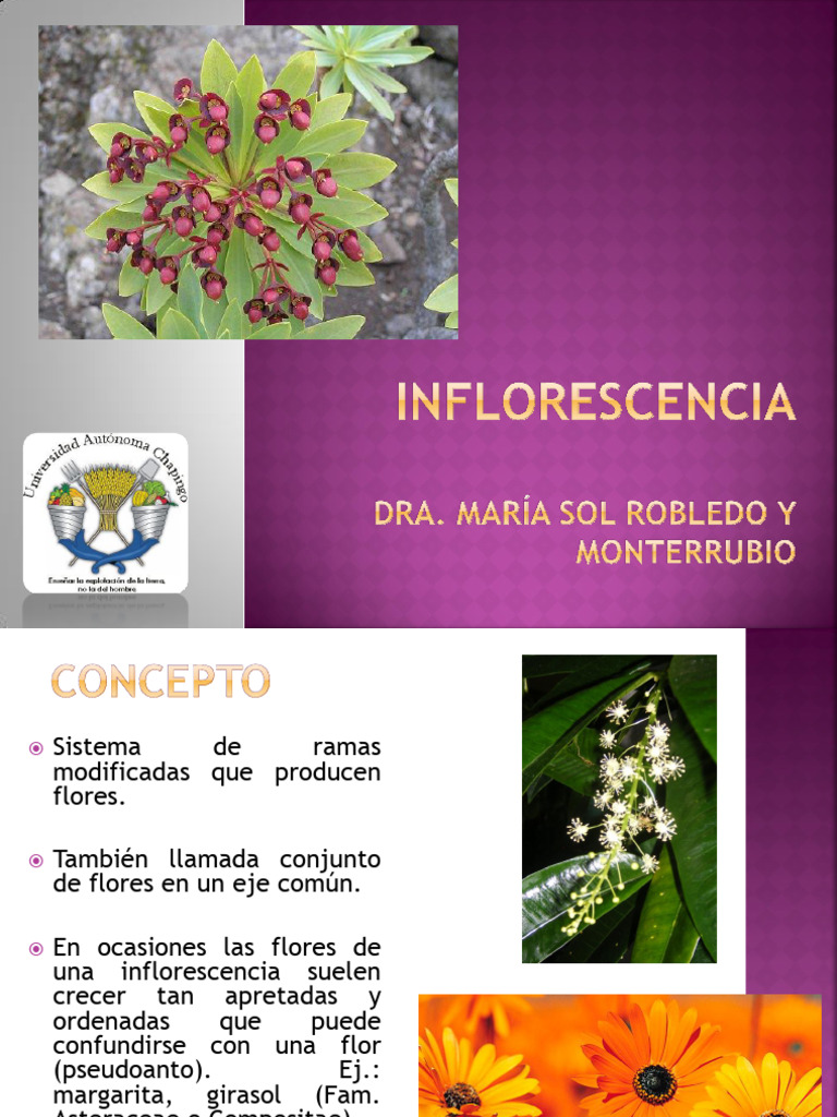 Estructura de Inflorescencias Pediceladas | PDF | Plantas ...