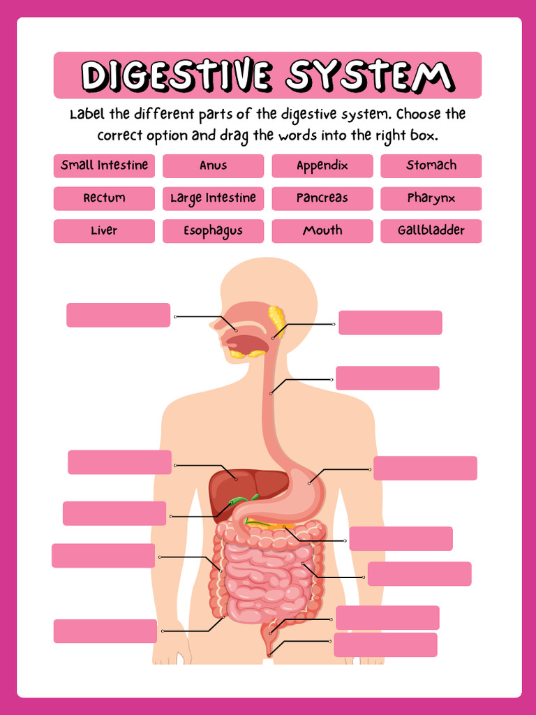 Digestive System Worksheet in Pink White Simple Style (1) | PDF