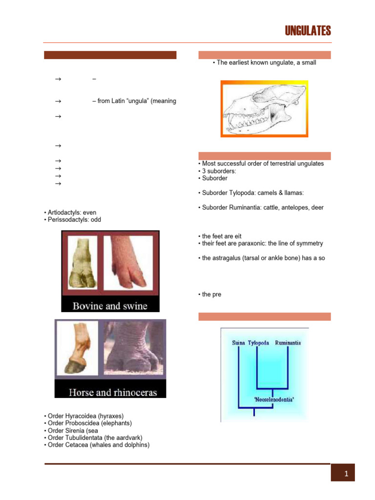 (COMPARATIVE) Chap. 1 UNGULATES | PDF | Horse Gait | Equus (Genus)
