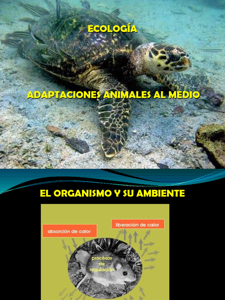 Adaptaciones Animales | PDF | Termorregulación | Biología