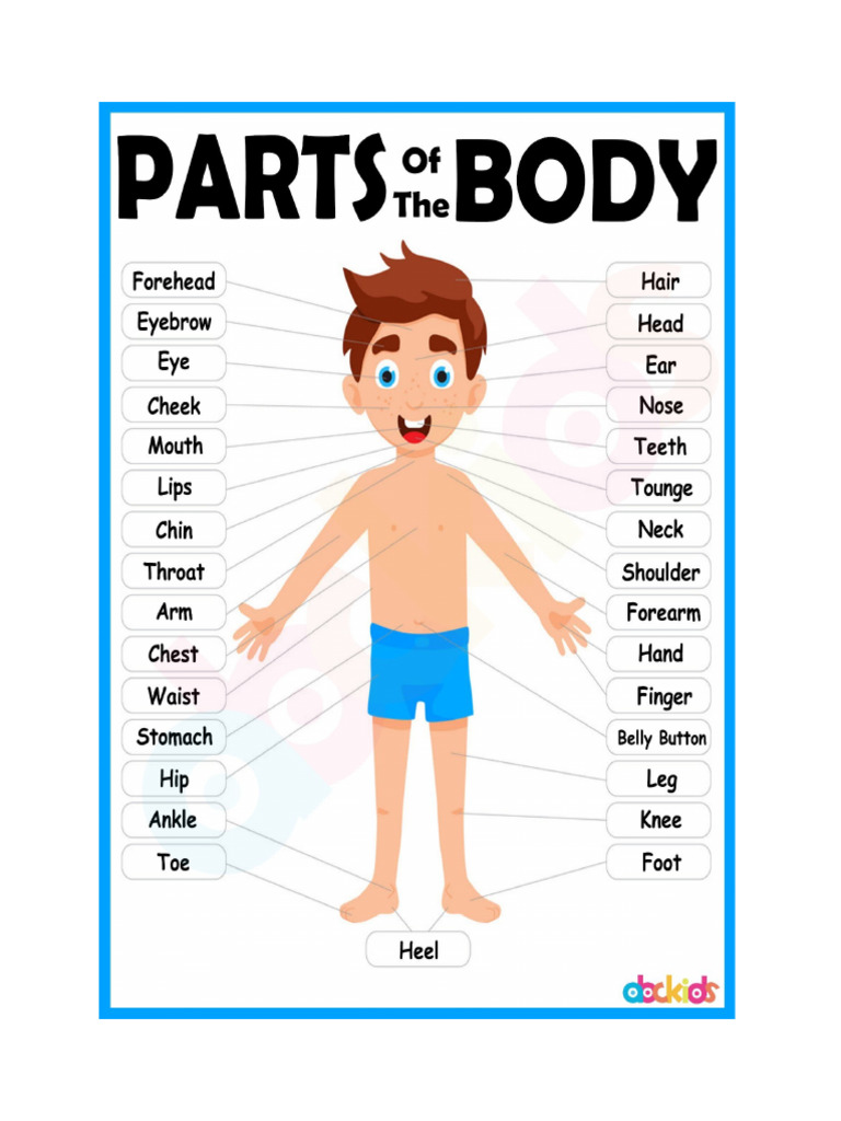 Body Parts | PDF