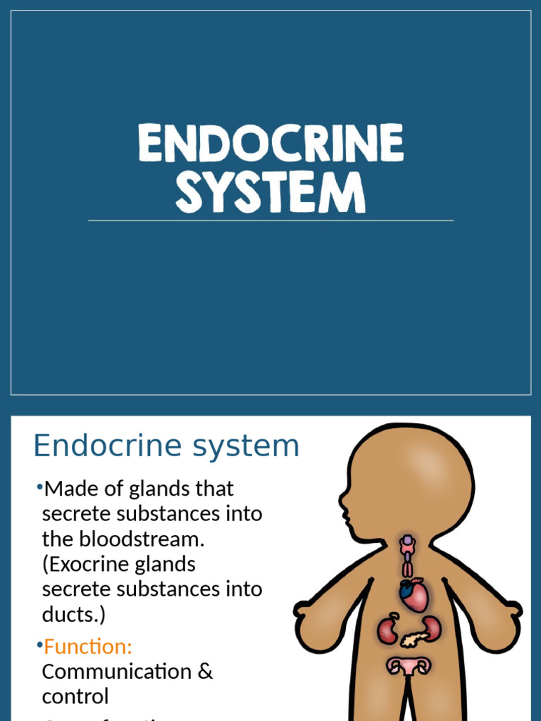 Overview of the Endocrine System | PDF | Endocrine System | Hormone