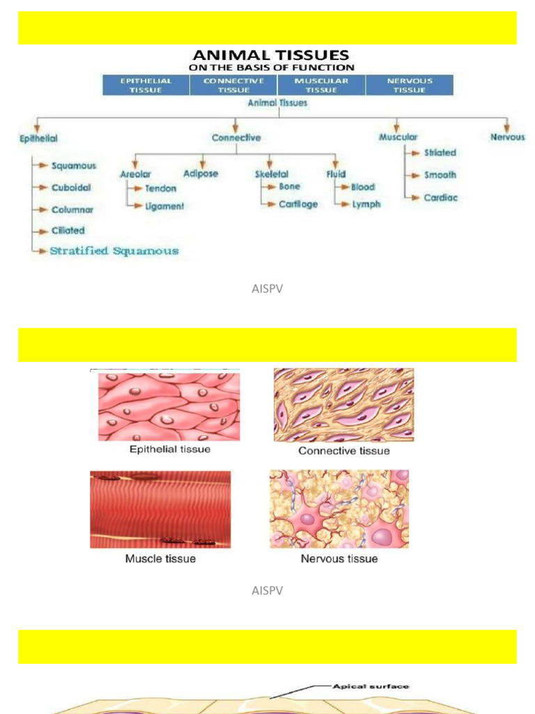 Animal Tissues: Aispv | PDF