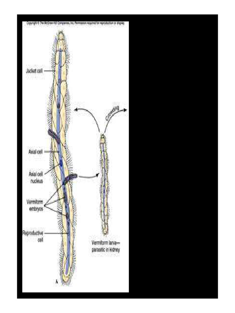 Mesozoa, Parazoa, and Eumetazoa Overview | PDF | Sponge | Biology