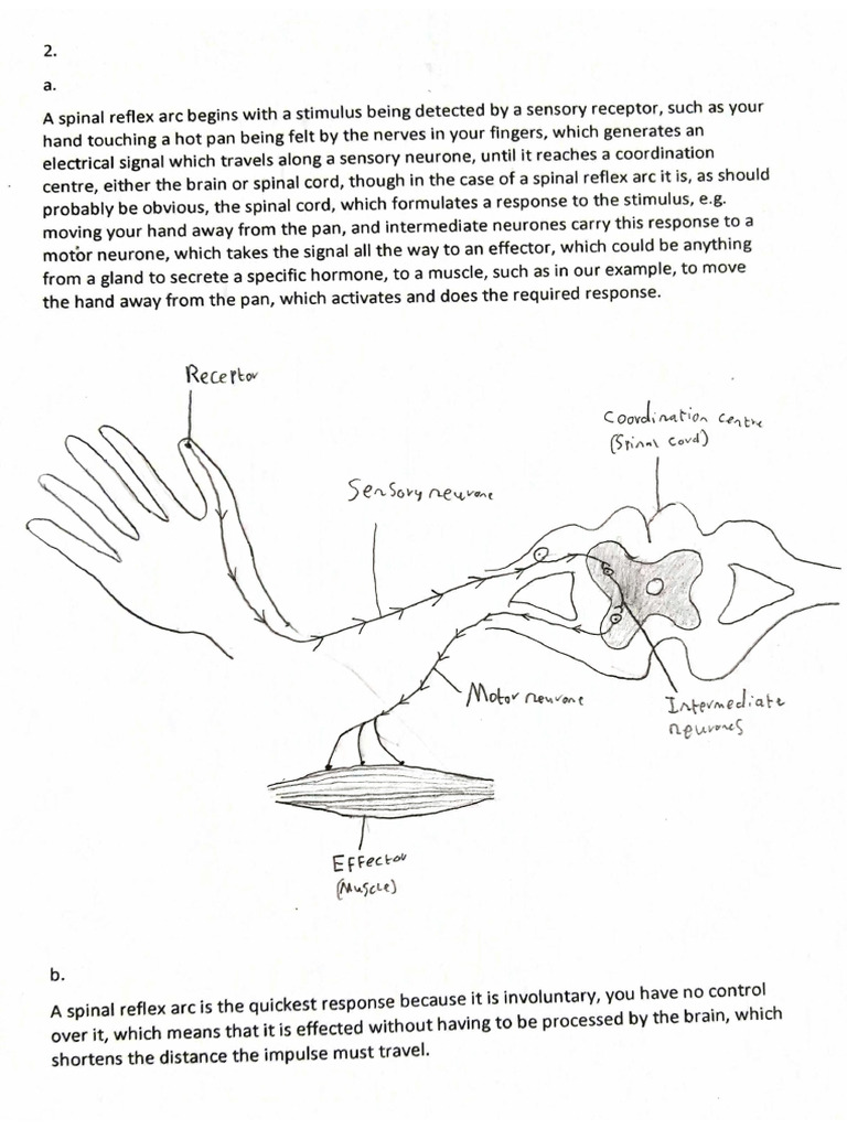 Reflex Arc Diagram | PDF