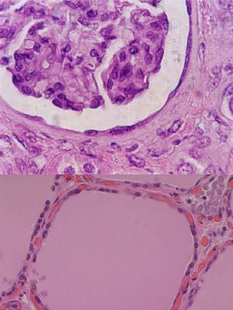 Histo Practica 1 | PDF