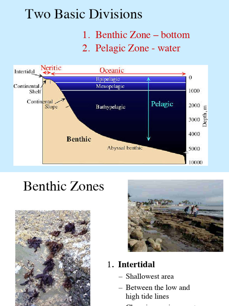 Ocean+zones+presentation | PDF | Benthic Zone | Physical Geography