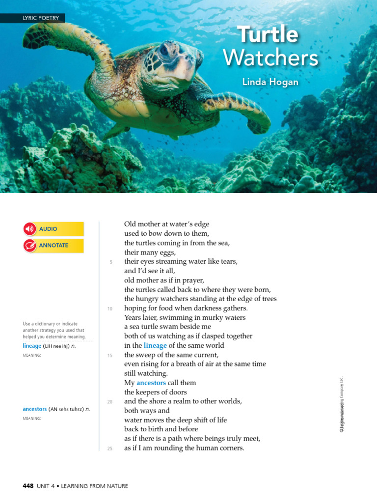 Turtle Watchers, Jaguar, The Sparrow | PDF | Birds | Zoology