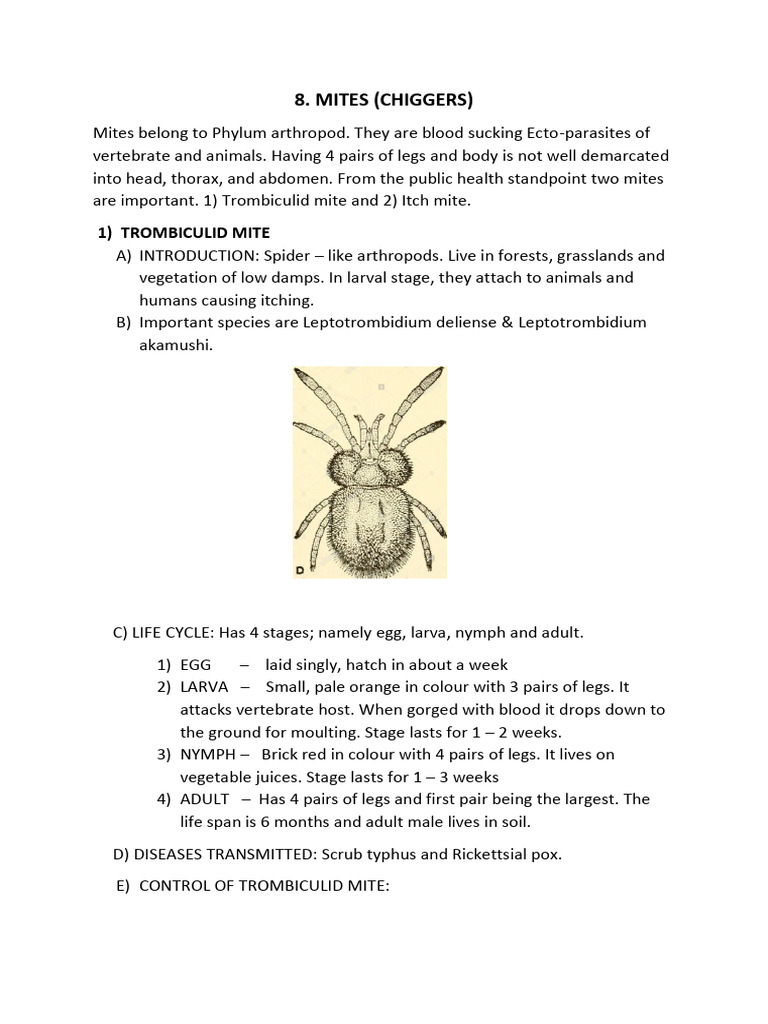 8 MITES (1) | PDF