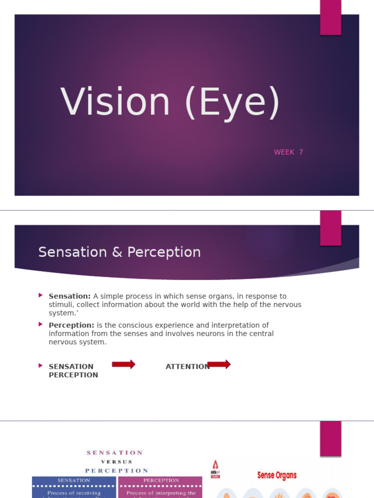 Vision | PDF | Senses | Color