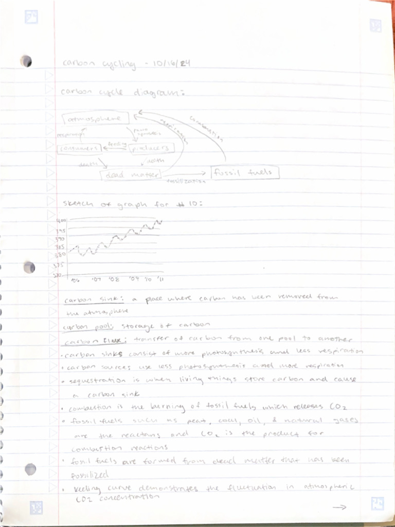 Carbon Cycling Notes | PDF
