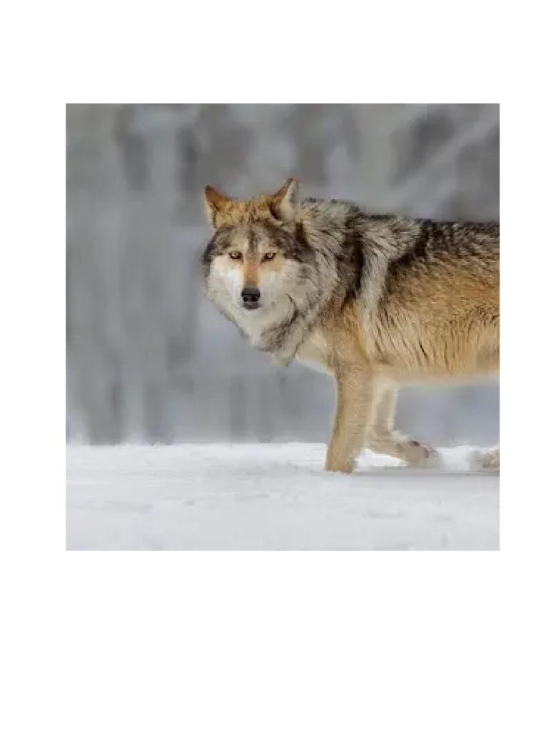 Curiosidades sobre Lobos | PDF