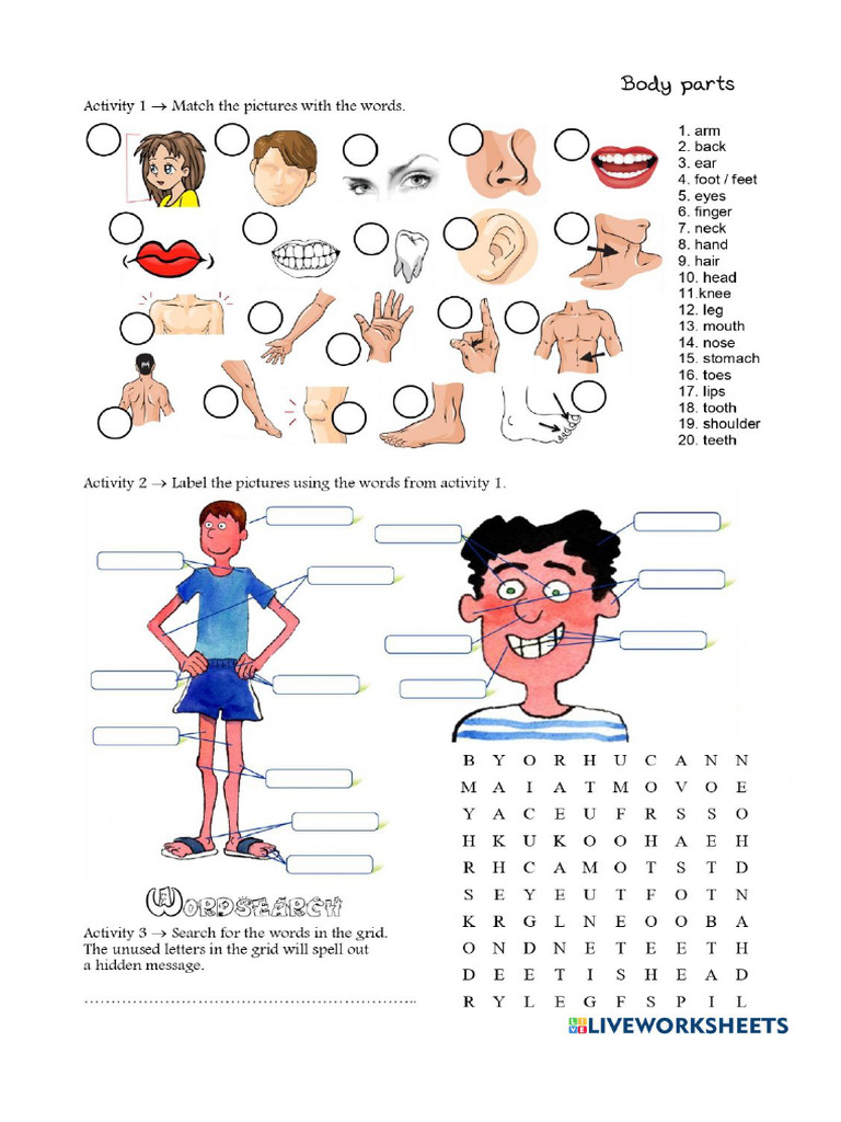 bodyparts worksheet | PDF