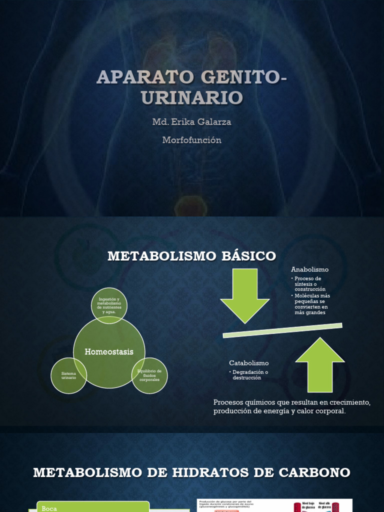 Aparato Genito-Urinario (Autoguardado) | PDF | Riñón | Sistema urinario