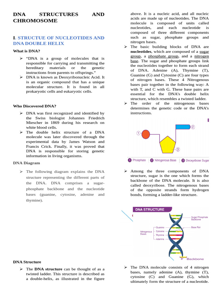 Dna Structure And Replication Guide Pdf Dna Dna Replication