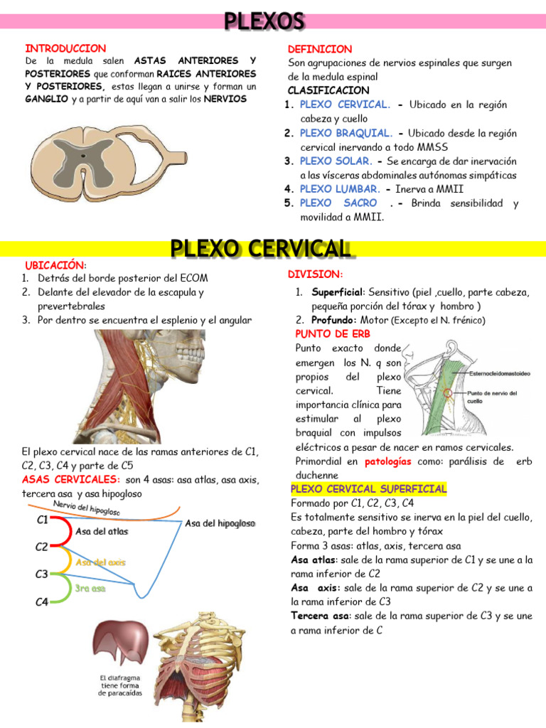 Plexo Cervical: Anatomía y Funciones | PDF | Extremidades (anatomía) | Tórax (anatomía humana)
