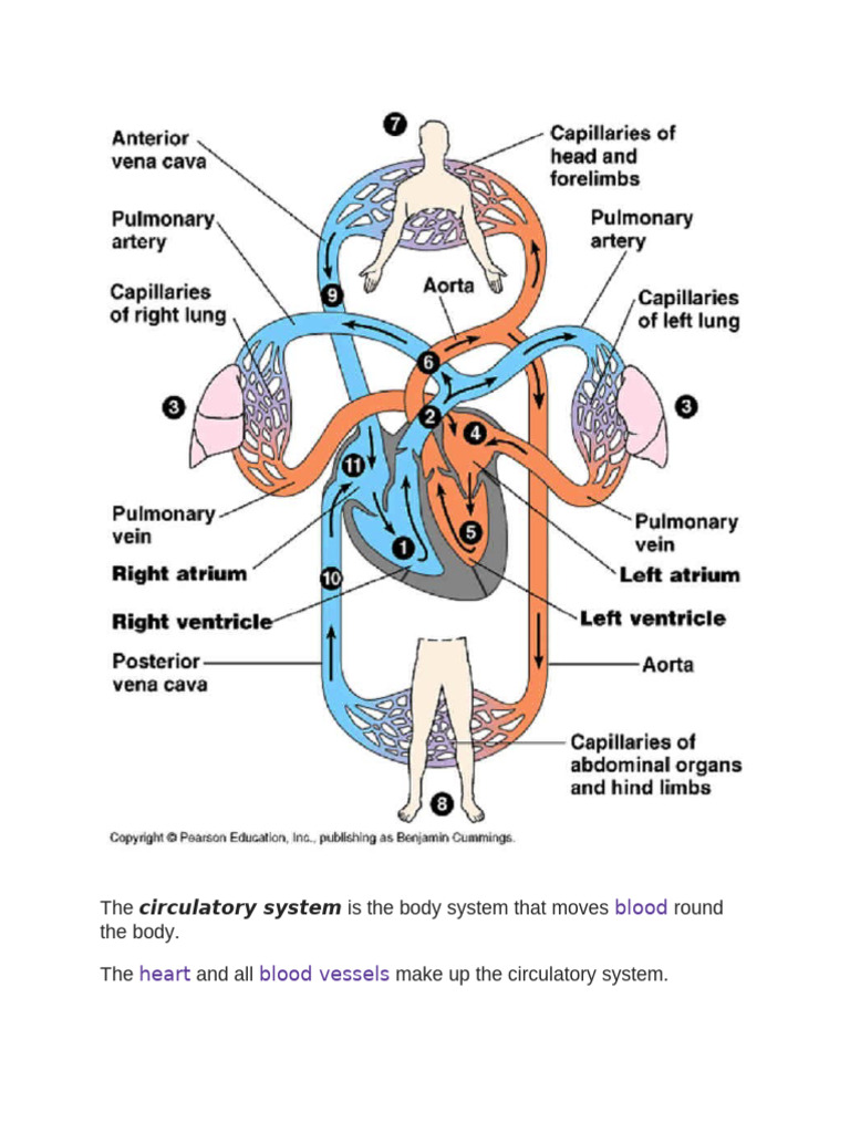 Understanding the Circulatory System | PDF