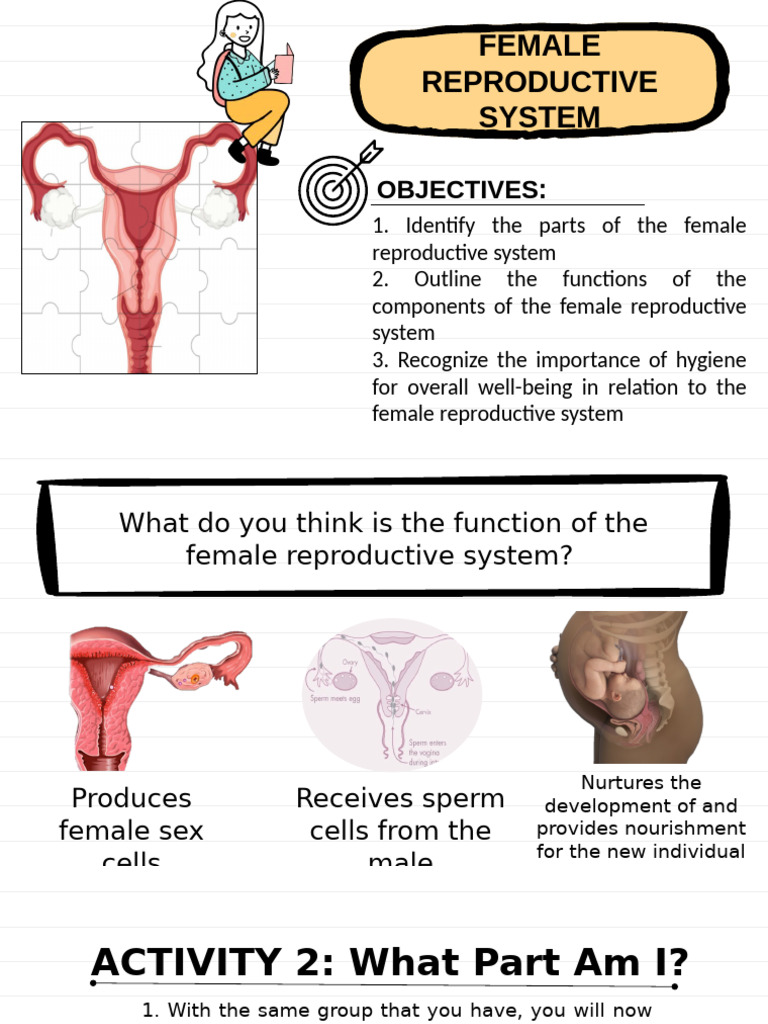 Female Reproductive System. Lesson 1 | PDF | Reproductive System | Uterus