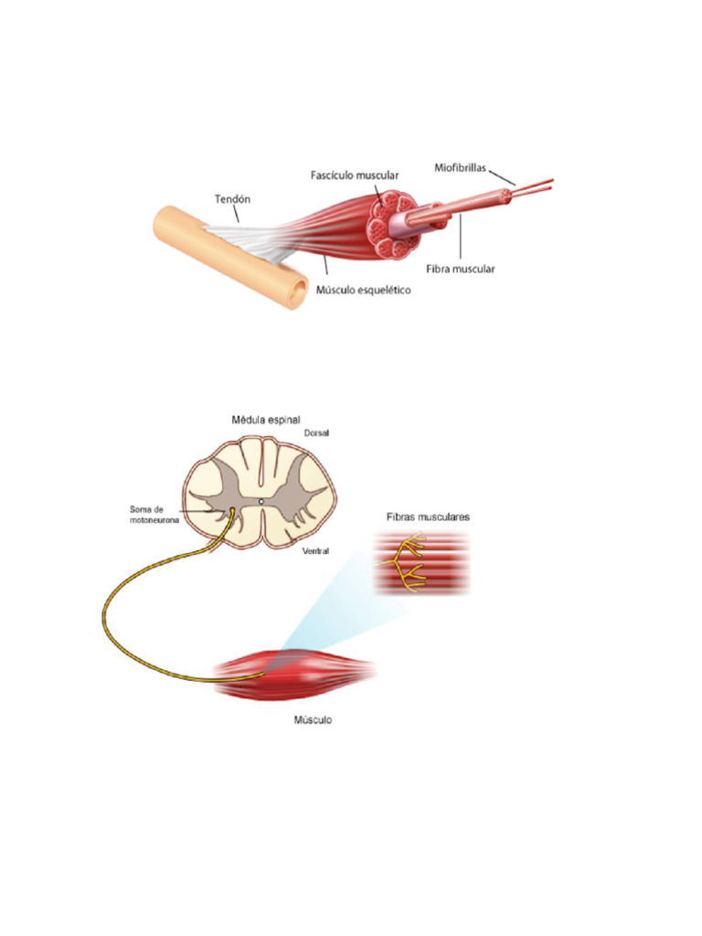 ELECTROMIOGRAFÍA Generalidades Ago23 | PDF | Electromiografia | Nervio
