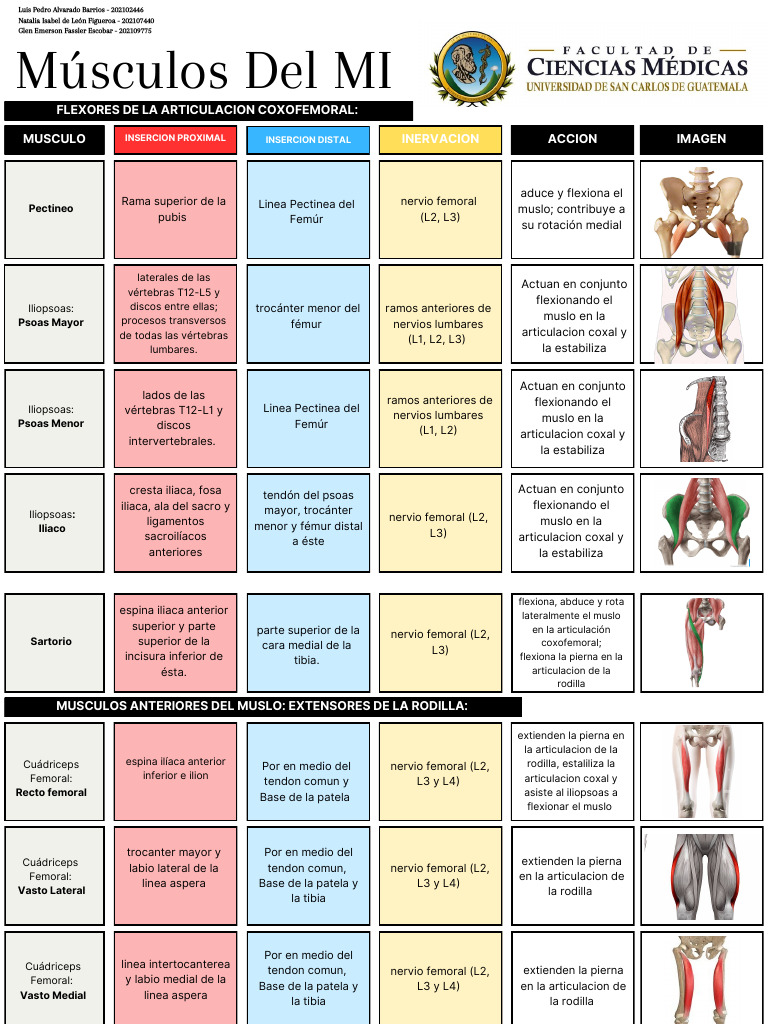 Músculos del Miembro Inferior: Inserciones y Funciones | PDF | Rodilla ...