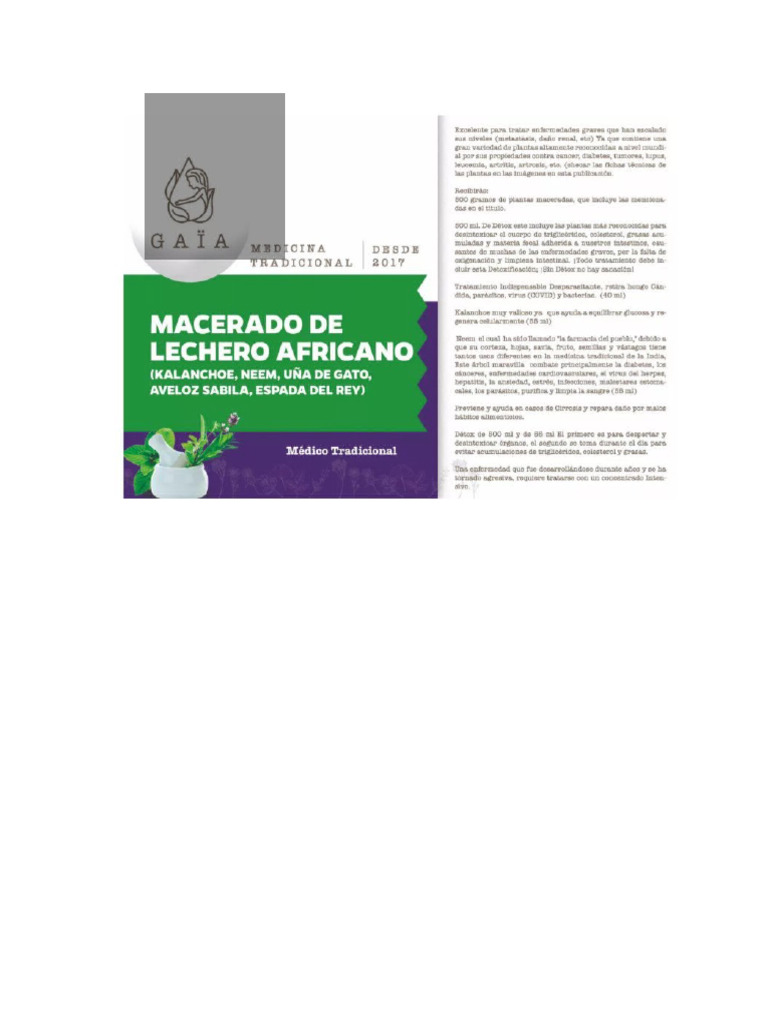 Plantas Medicinales Cuachalalate, Kalanchoe, Lechero Africano, etc | PDF