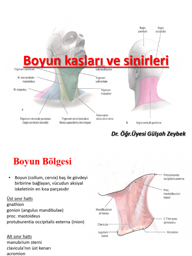 5.boyun Kasları Ve Sinirleri | PDF