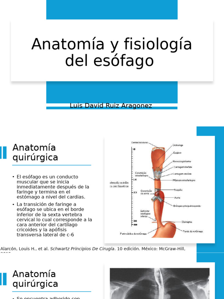 Anatomía y Fisiología del Esófago | PDF | Esófago | Tórax