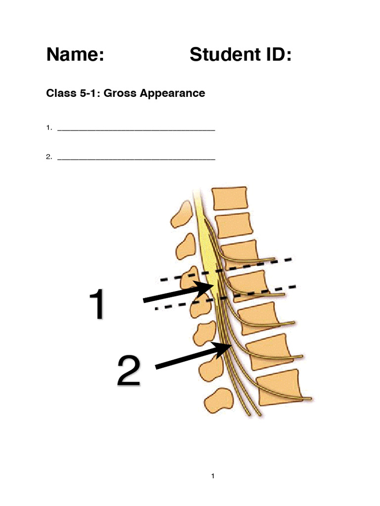 110_1 Functional Anatomy Lab_W5_Q | PDF