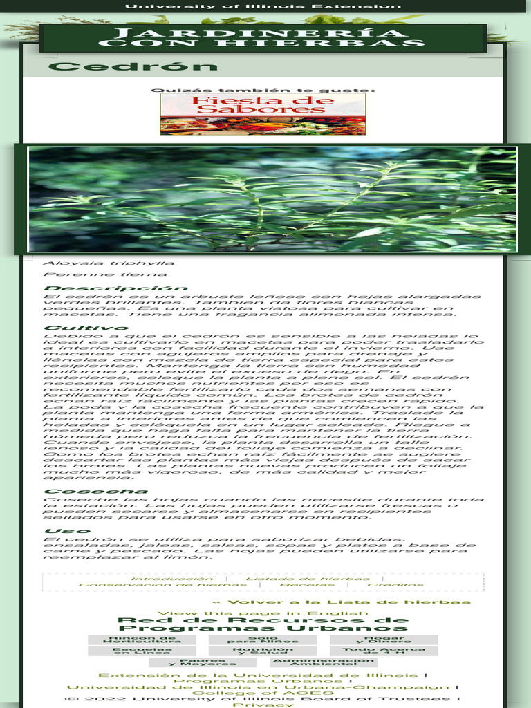 Cultivo y Uso del Cedrón en Macetas | PDF | Plantas | Botánica