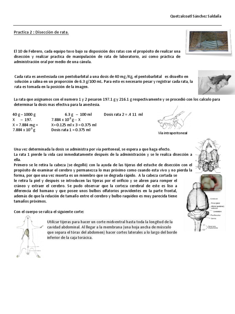 Diseccion Rata | PDF | Abdomen | Anatomía
