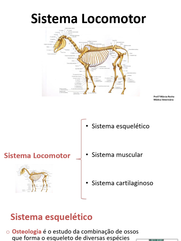 Aula 2 Sistema Locomotor Pdf Osso Esqueleto