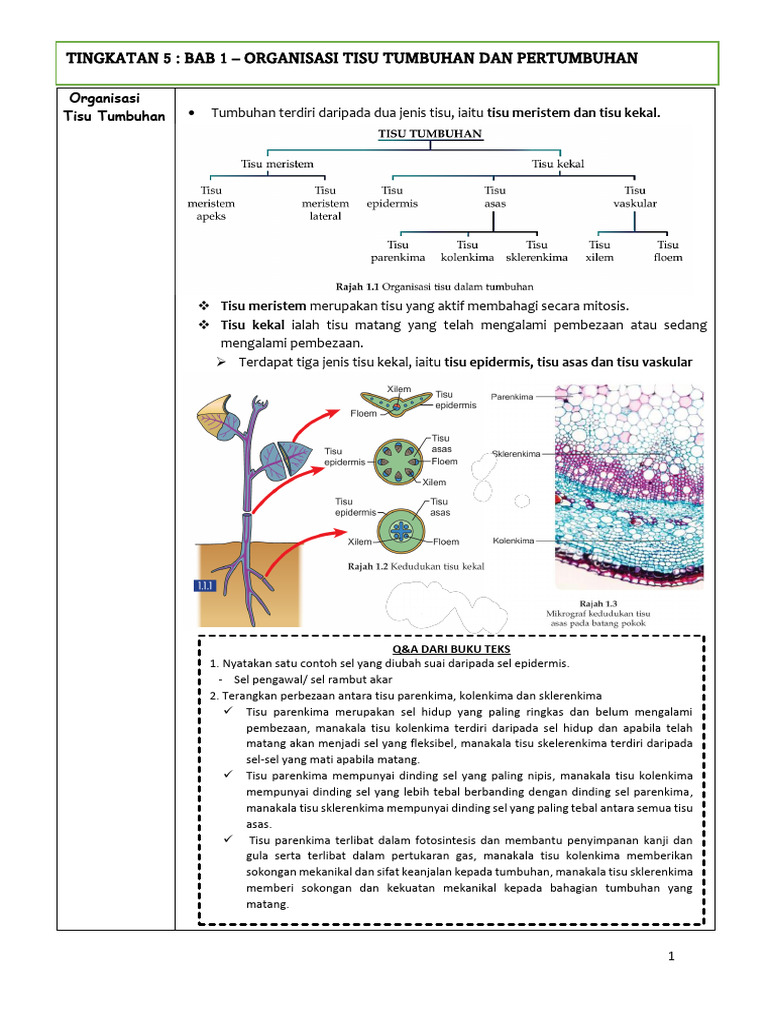 Nota t5 b1 Organisasi Tisu Tumbuhan Dan Pertumbuhan | PDF