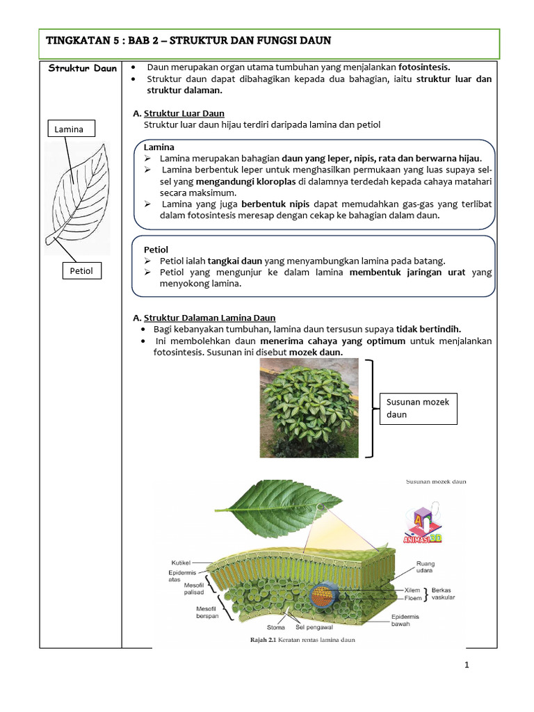 Nota t5 b2 Struktur Dan Fungsi Daun | PDF