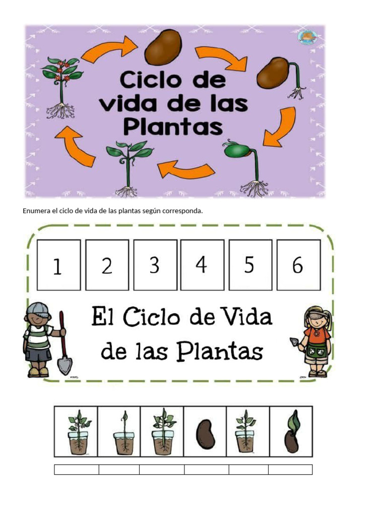 Act. Ciclo de Vida de Las Plantas | PDF