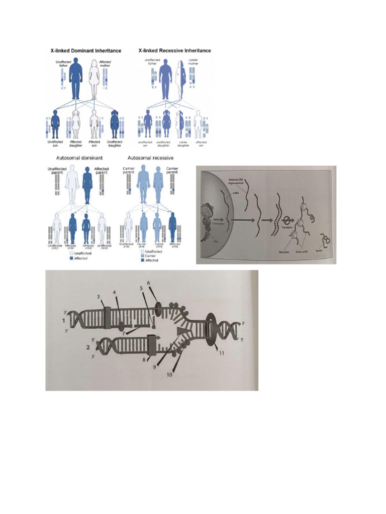 Bio Print | PDF