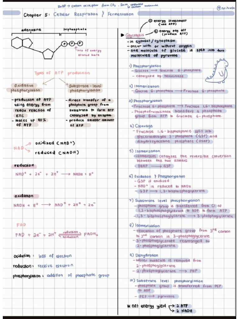 nota bio chapter 5 | PDF