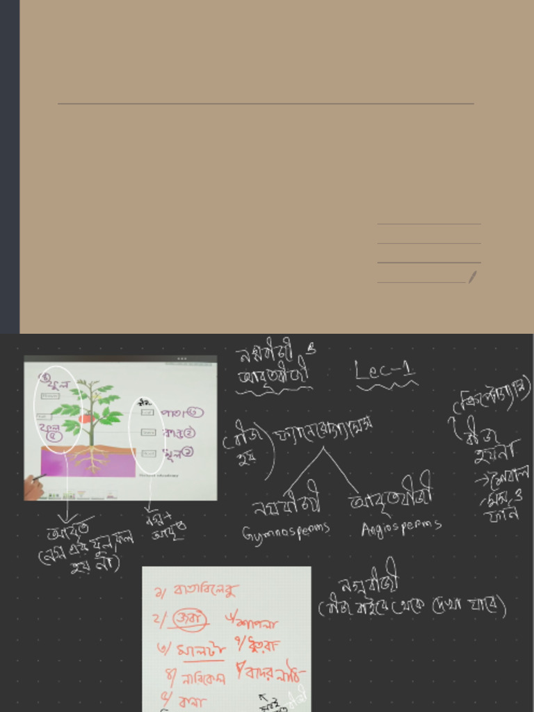 Gymnosperms and Angiosperms | PDF