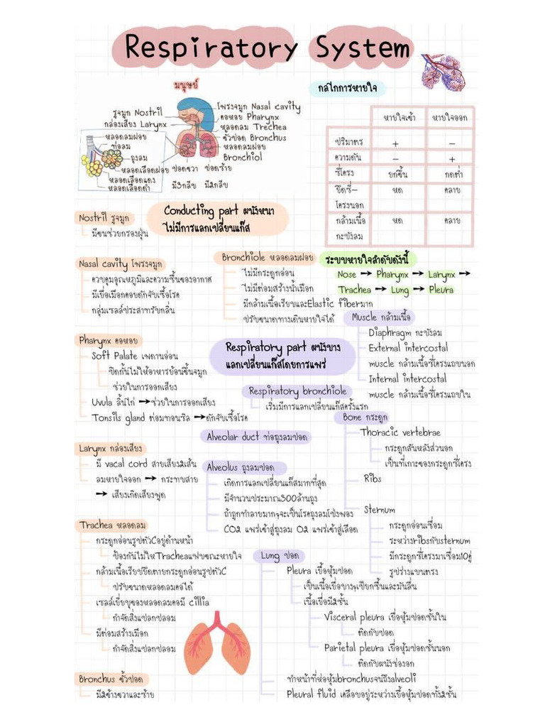 Anatomy หายใจ | PDF