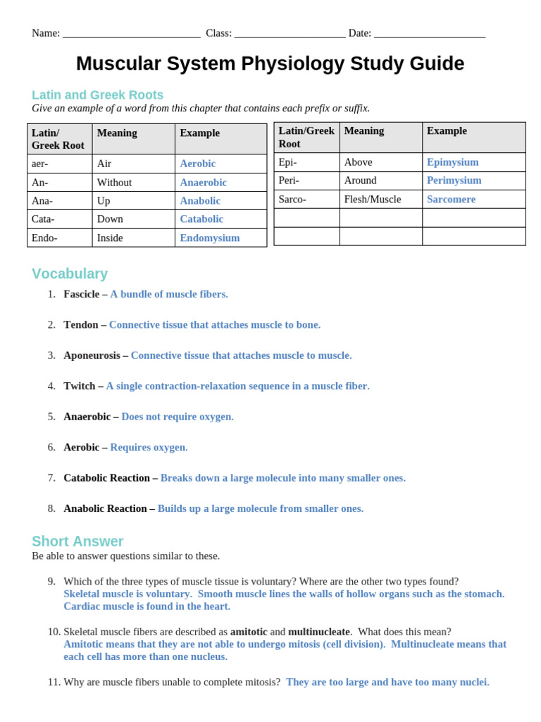 Muscular System Physiology Study Guide KEY | PDF | Muscle Contraction ...