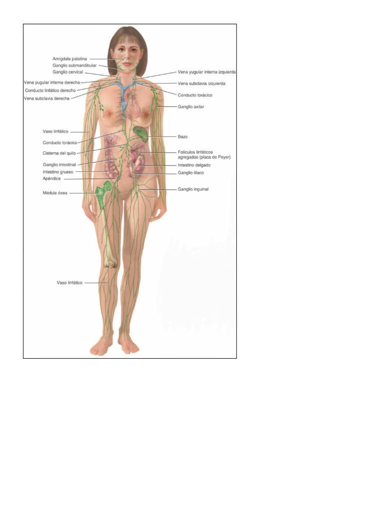DIAGRAMAS EXP MAMA | PDF