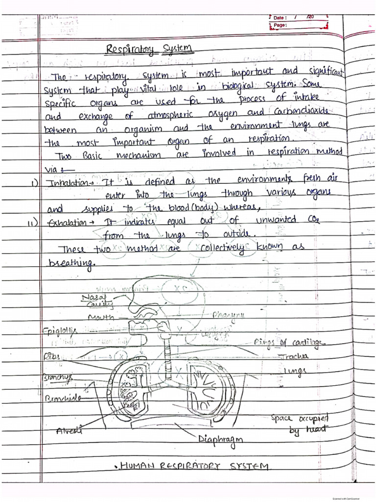 Unit 3 Respiratory System hap 2 | PDF