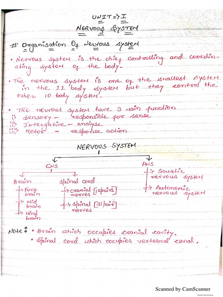 Unit 1 Nervous System | PDF