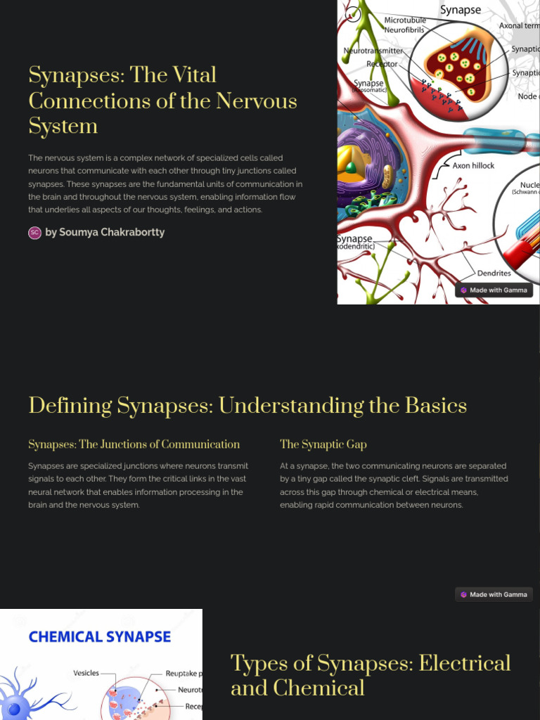 Synapses The Vital Connections of The Nervous System | PDF